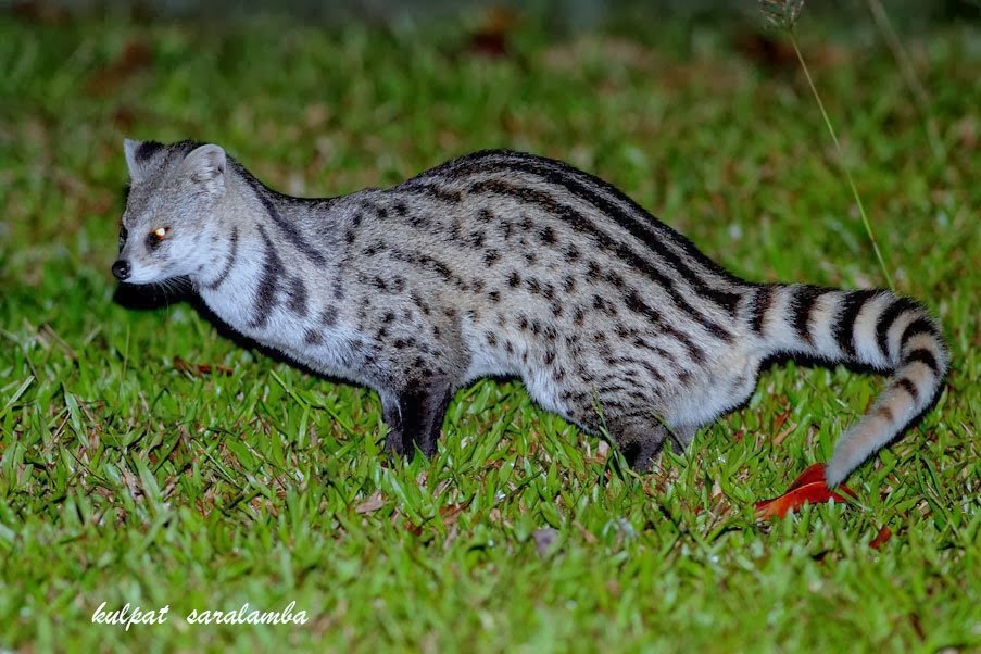 Cara Memelihara Musang Rase | Drh. Fira Sovica